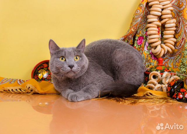 Шеба ищет дом