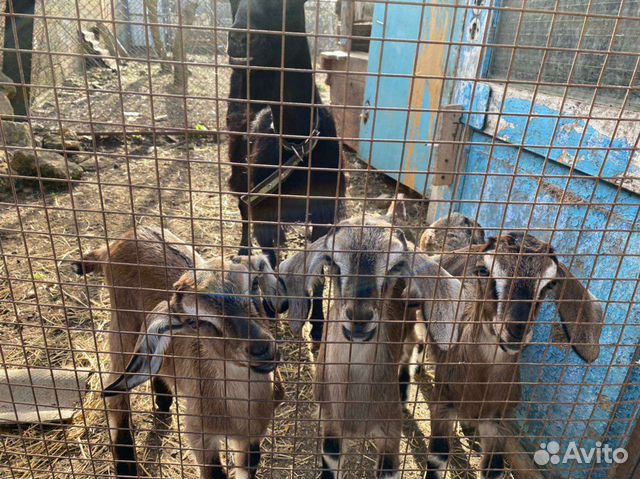 Продается Коза дойная и козлята