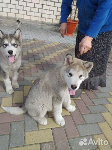 Щенки гигантского аляскинского маламута