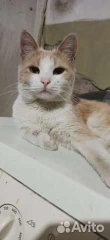 Кот Марсель