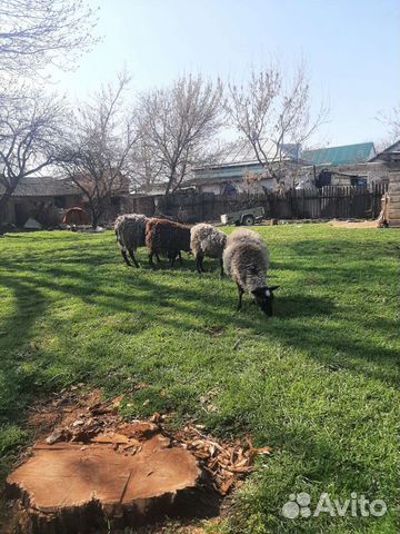 Овцы бараны