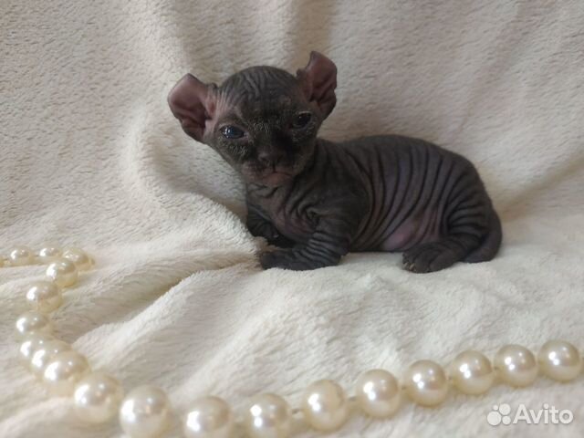 Двэльф кошка котенок