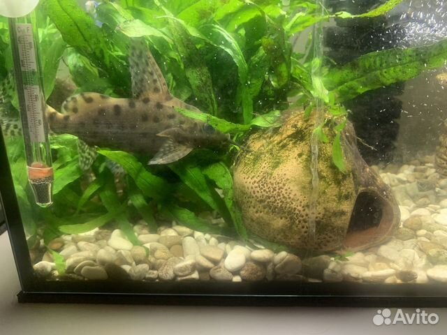 Сом синодонтис