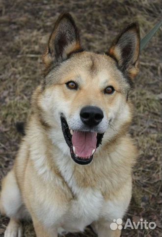 Добрый пёс Джоник ищет семью