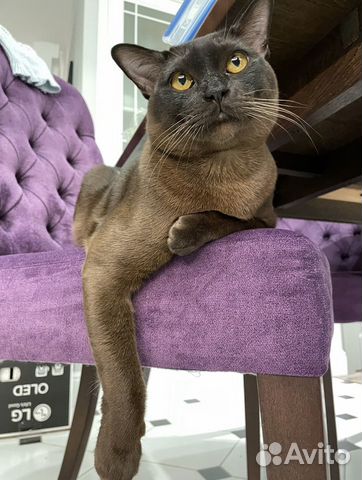 Бурманская порода