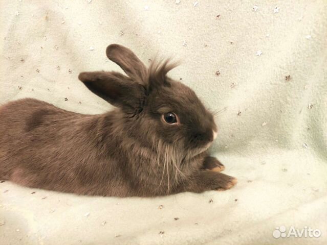 Декоративные кролики