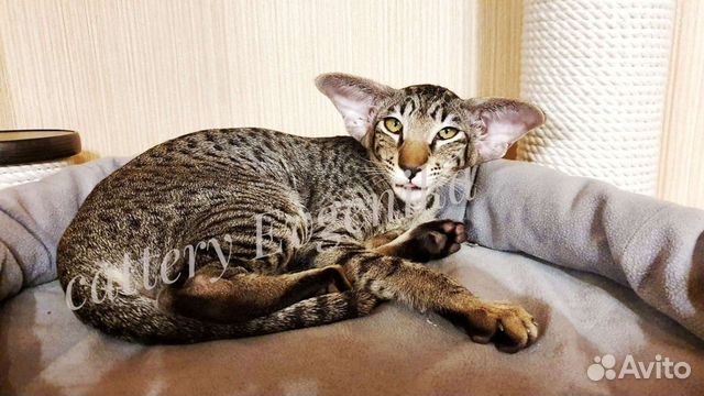 Ориентальная кошка