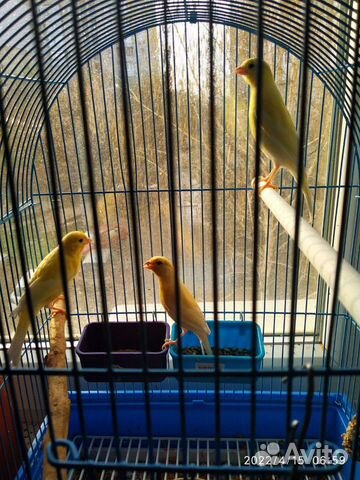 Кенара и канарейки