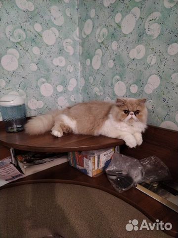 Персидская кошка ищет кота для вязки