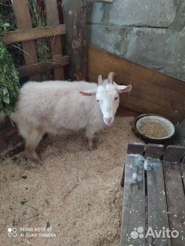 Коза дойная