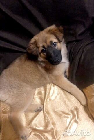 Замечательная девочка ищет дом