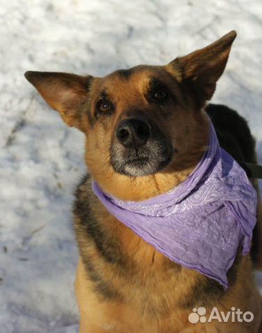 Боится тихо умереть в клетке