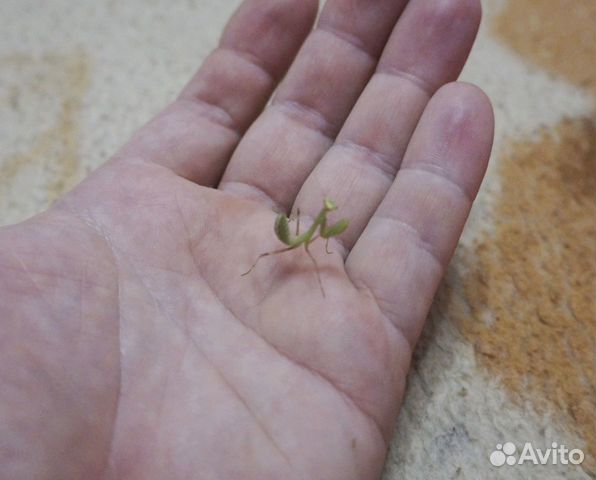 Богомол (обыкновенный)