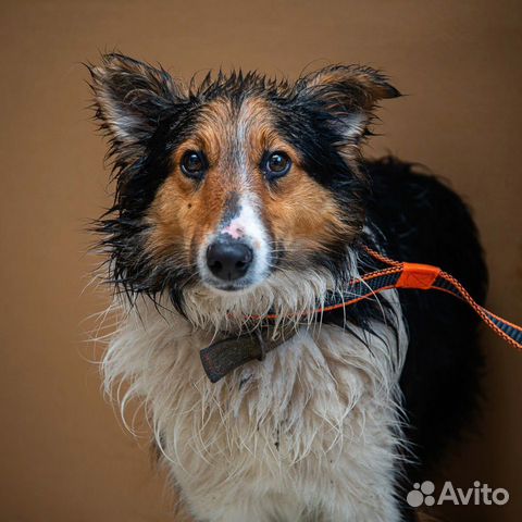 Николя из приюта ищет дом