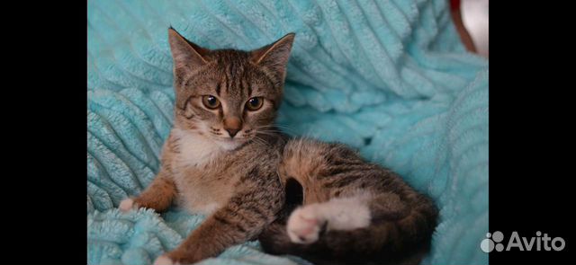 Котенок Фелиция (метиска снежного бенгала)