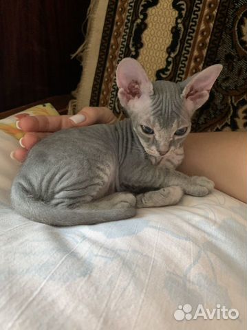 Кошка сфинкс