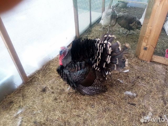 Семья индюков