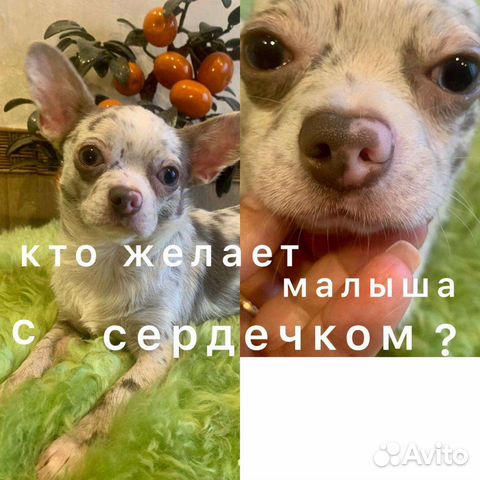 Щенки чихуахуа