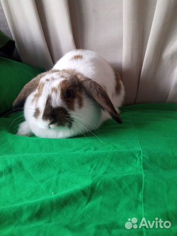 Случка для крольчихи