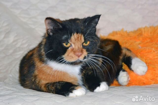 Трехцветная кошечка ищет дом