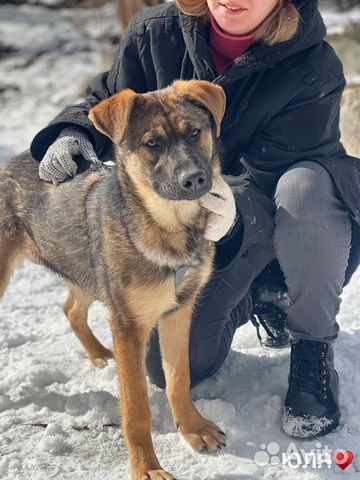 Собака в добрые руки