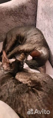 Котята Корниш-рекс
