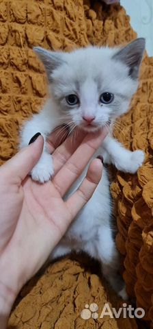 Кошка и котята в дар