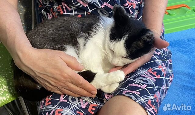 Черно белая кошечка бездомная