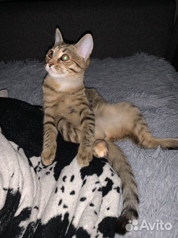 Отдам кошку в добрые руки