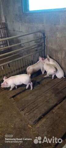 Продается паросята, месная порода