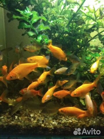 Золотая рыбка комета