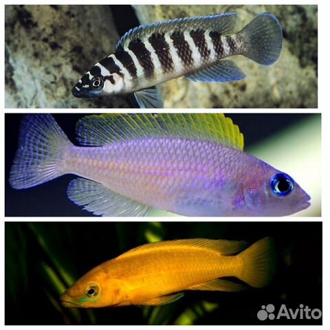 Аквариумная рыба Лампрологус 3 вида в наличии