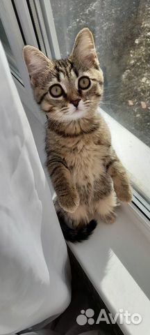 Кошка и котята в дар