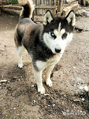 Сибирский хаски