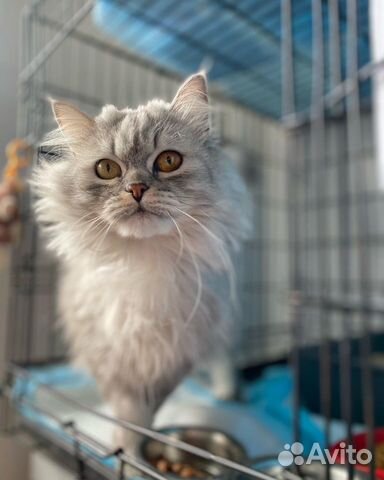 Кот Самсон в дар