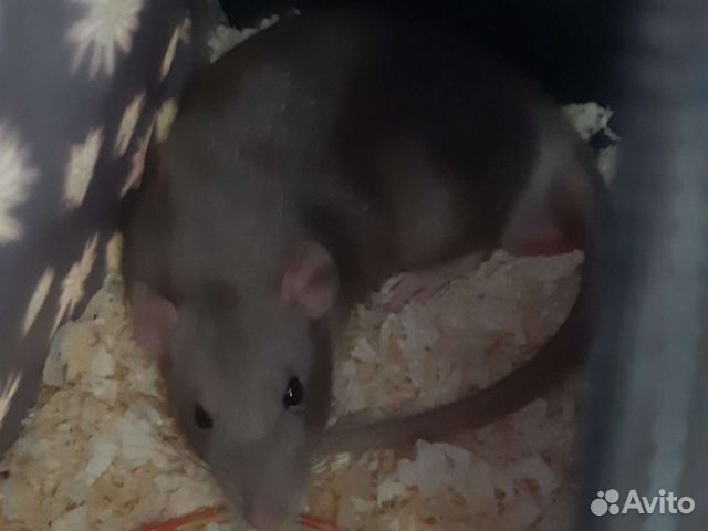 Крыса дамбо мальчик 4 месяца