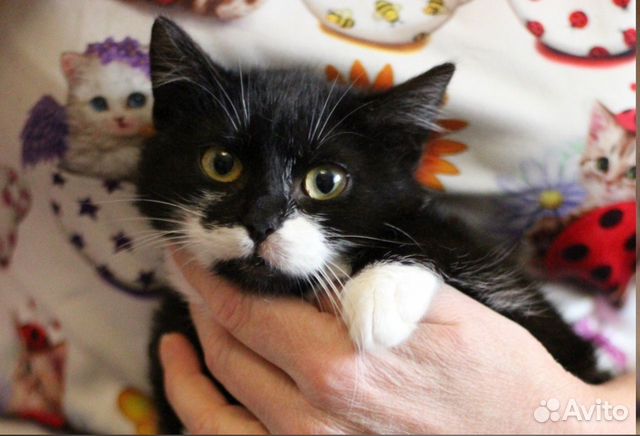 Которебенок без шанса, может вернуться на улицу