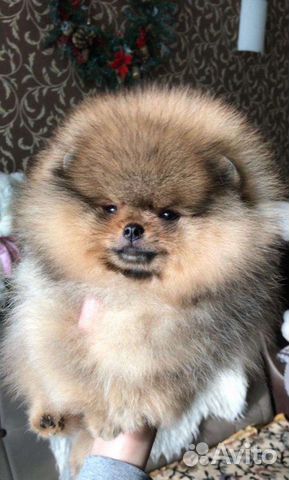 Померанский шпиц мальчик