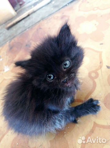 Котята в добрые руки бесплатно