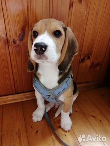 Щенок бигль мальчик