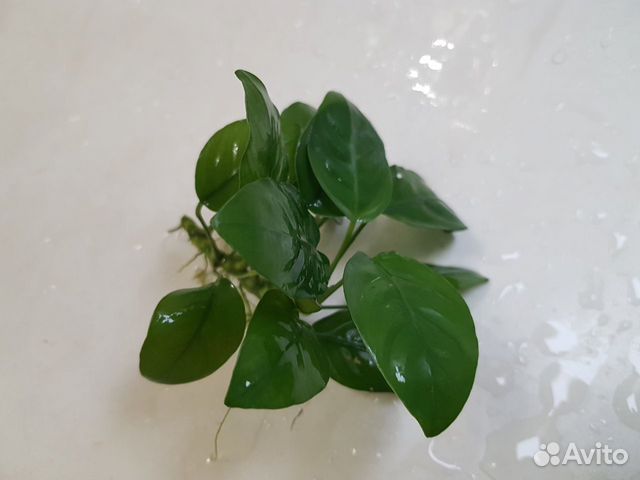 Анубиас бартери