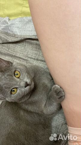 Кошка на вязку