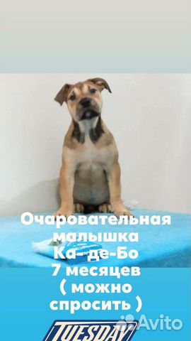 Собака кадебо