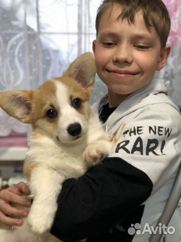 Вельш-корги пемброк девочка