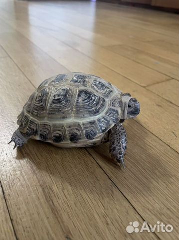 Черепаха сухопутная