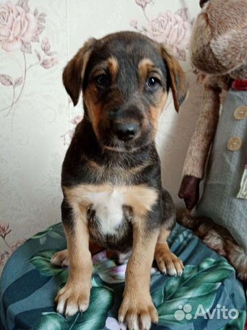 Собака в добрые руки щенок