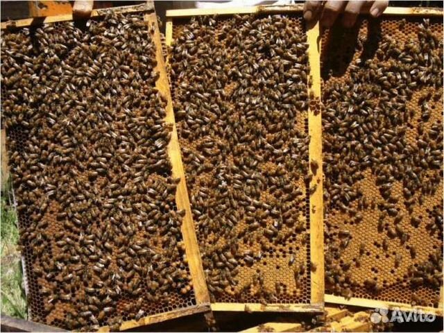 Пчелосемьи