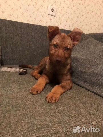 Щенок в добрые руки