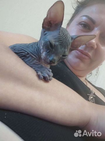 Донской сфинкс котята