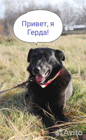 Собачка Герда ищет дом